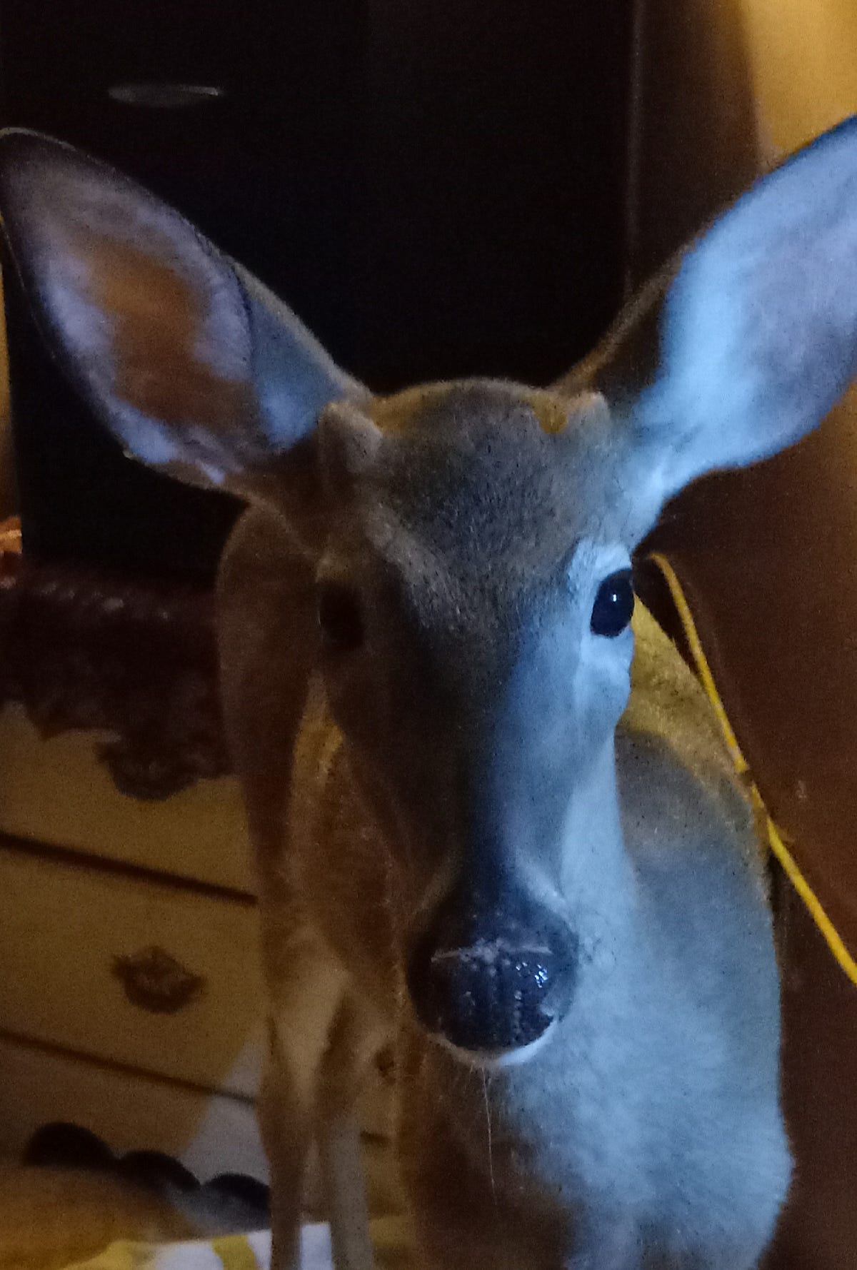 Asher Claus. The sweetest reindeer of them all | by Dixie Dodd ♡ | Read ...