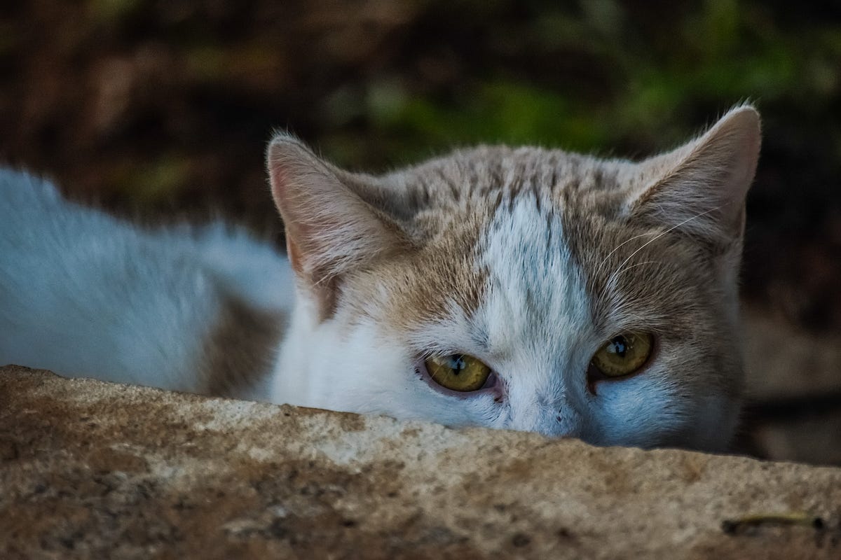 Do not trust others’ code. In this article, I shared one instance… | by Pravin Tripathi | Medium