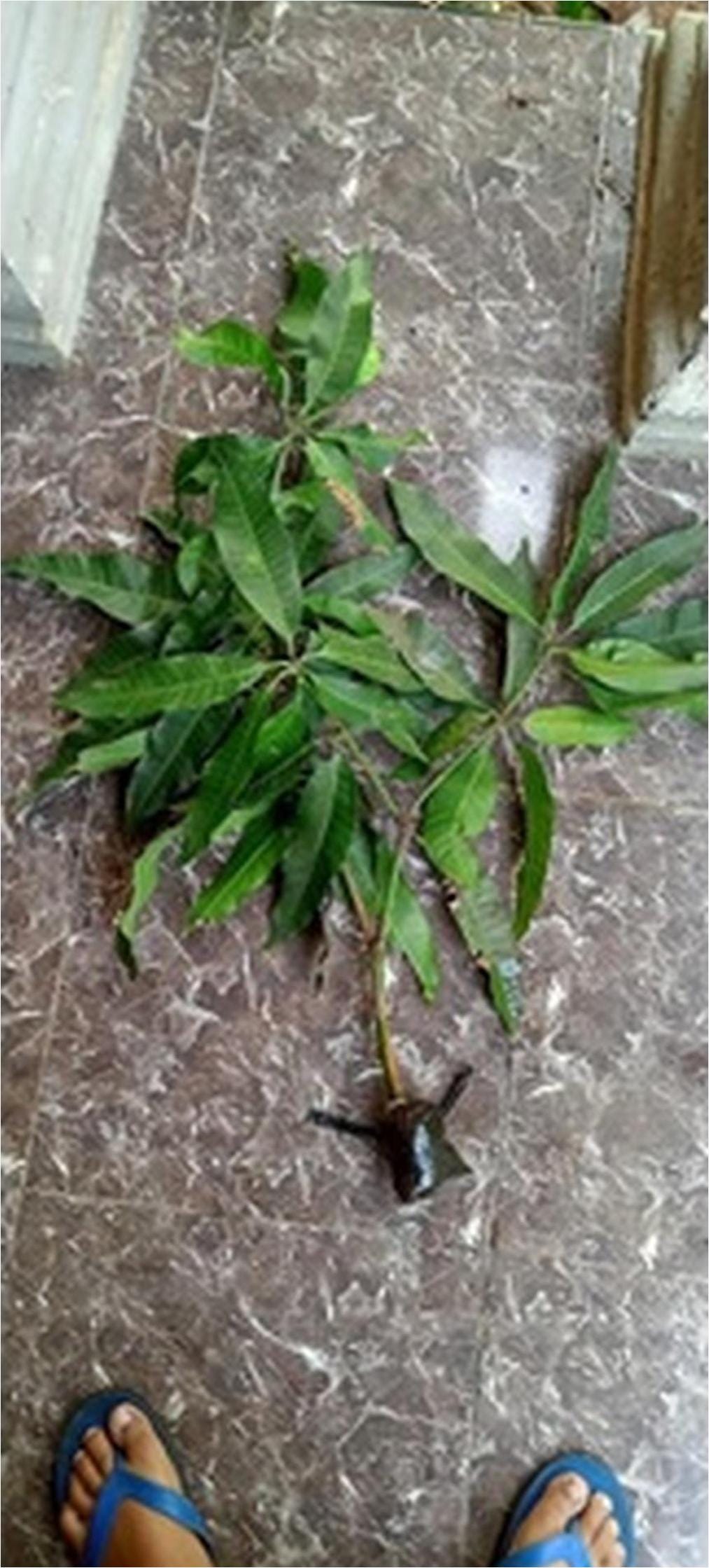Bibit Mangga Manalagi Fresh Cangkok Kota Batu | by Amoldo Asoka | Medium