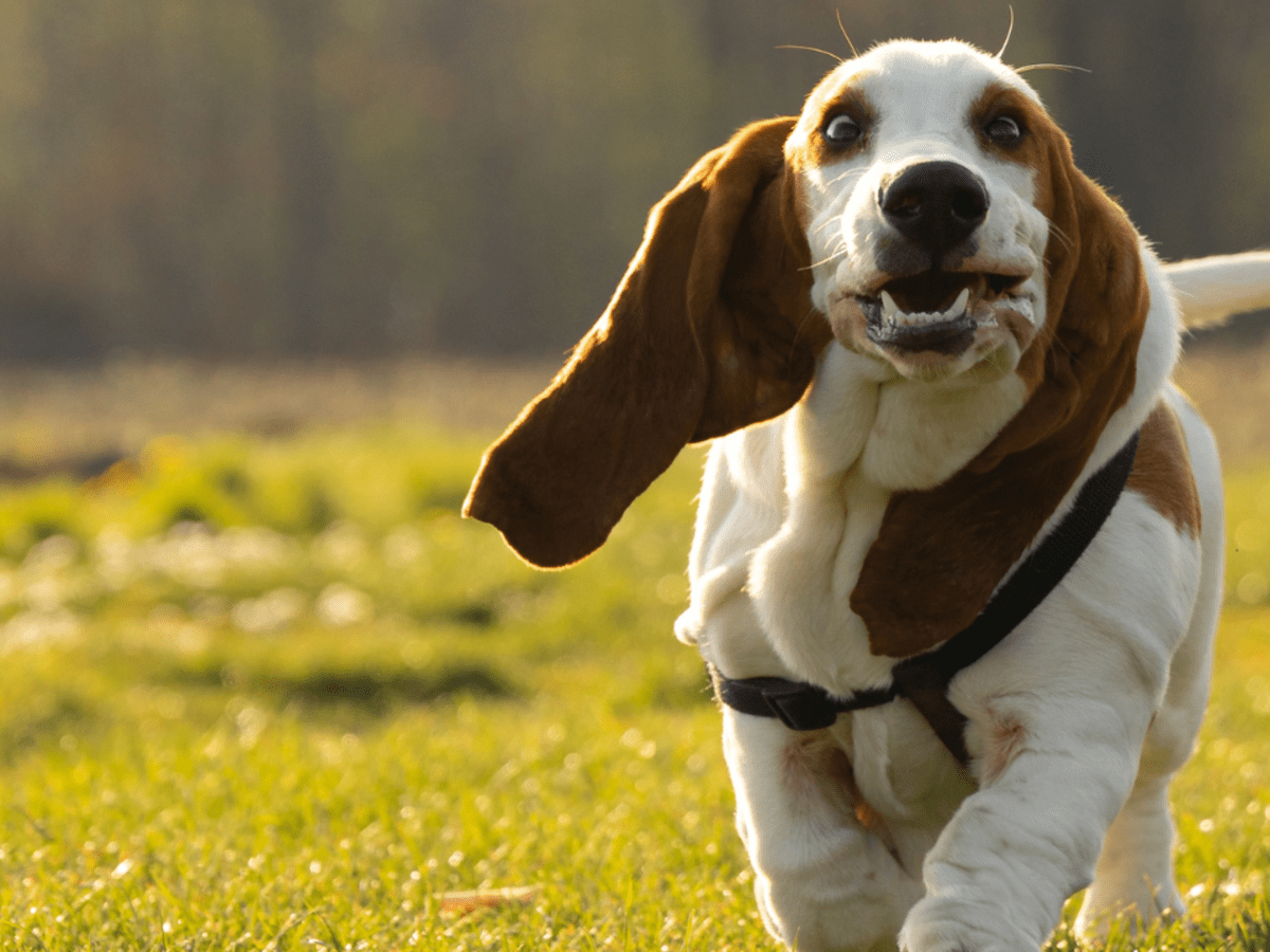 Hound Breeds | Find your perfect Fur Baby Online! | Medium