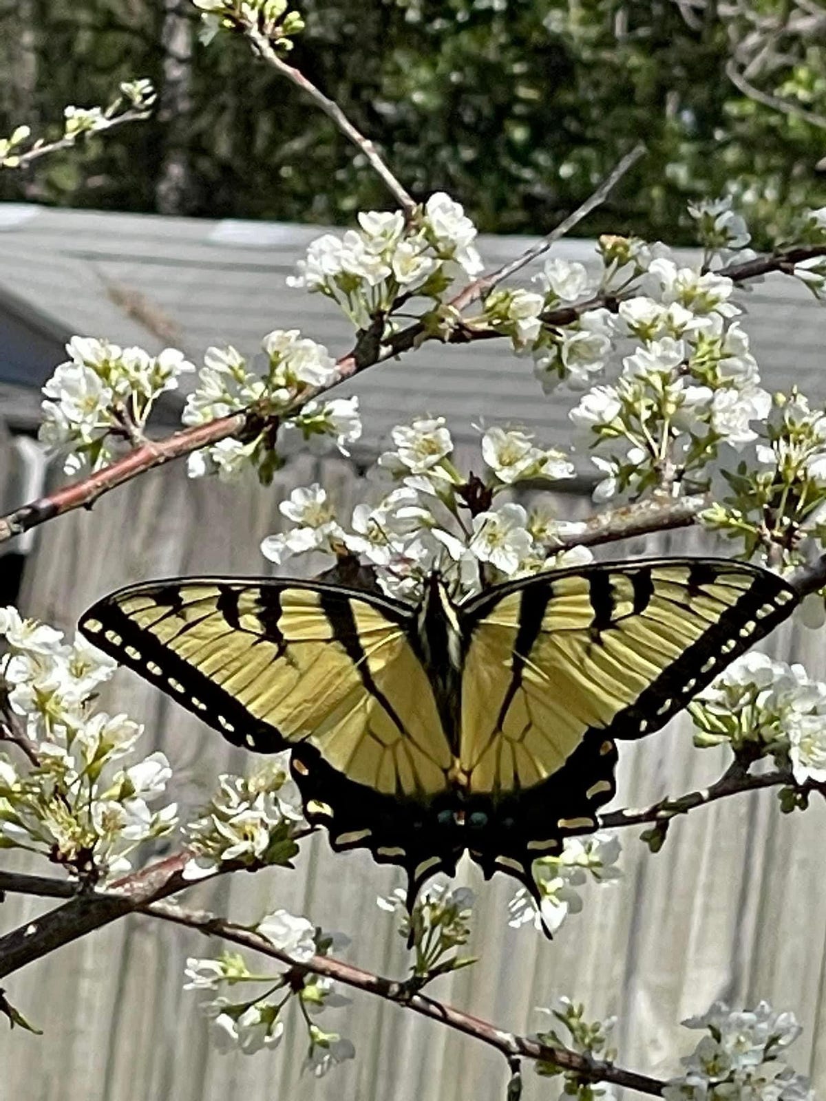 A Beautiful Butterfly Took Pity on Me | by Sherry Atkinson | Six Word ...