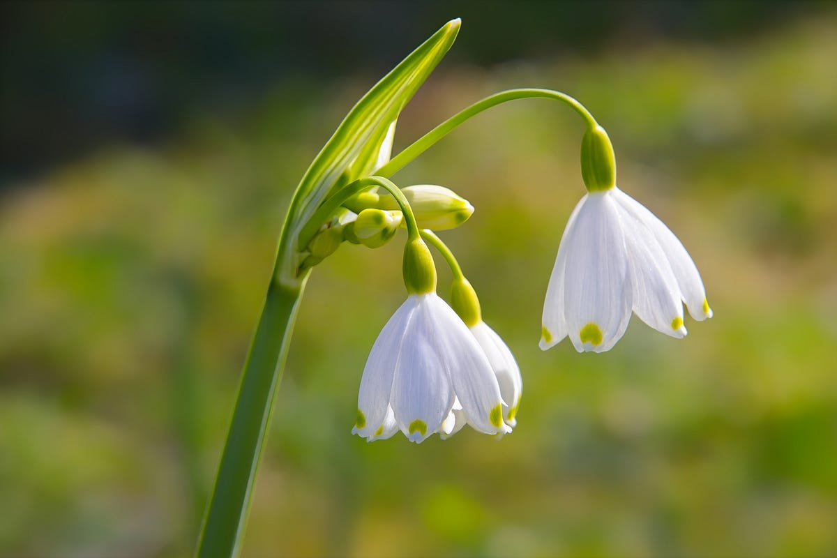 Flower Photography: A Kit Lens. You don’t need an expensive lens for ...