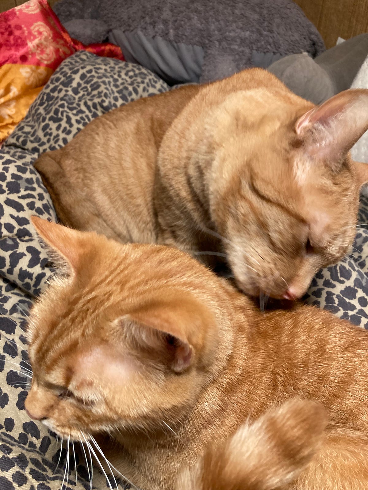 Scaredy Cats. Living with the timid ones | by srstowers | Catness | Medium