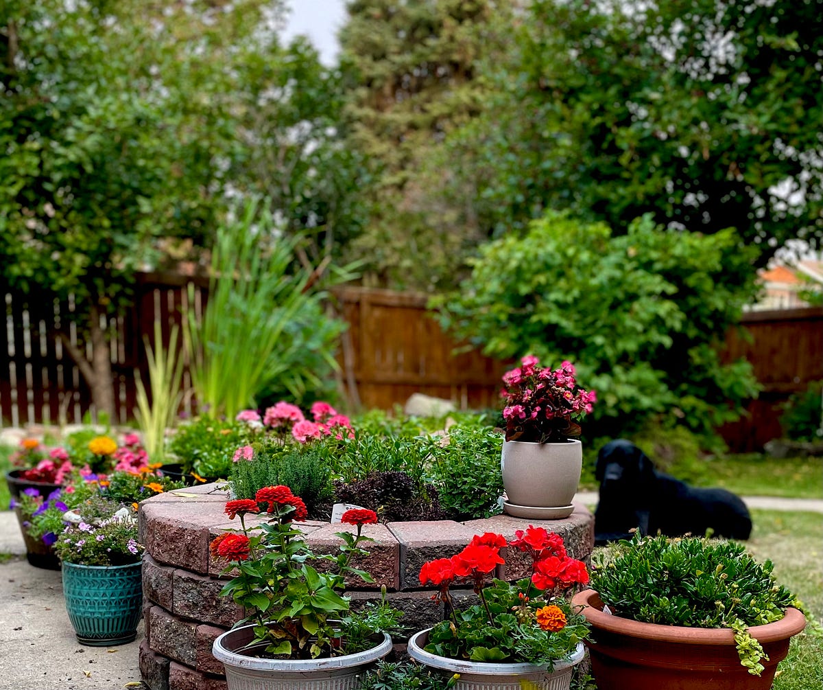 Minty Fresh Greens from the Herb Garden | by Patricia Timmermans | The DIY Diaries | Aug, 2023 ...