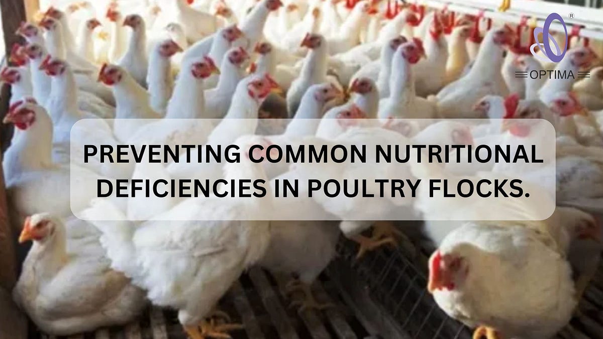 Preventing Common Nutritional Deficiencies In Poultry Flocks | by ...