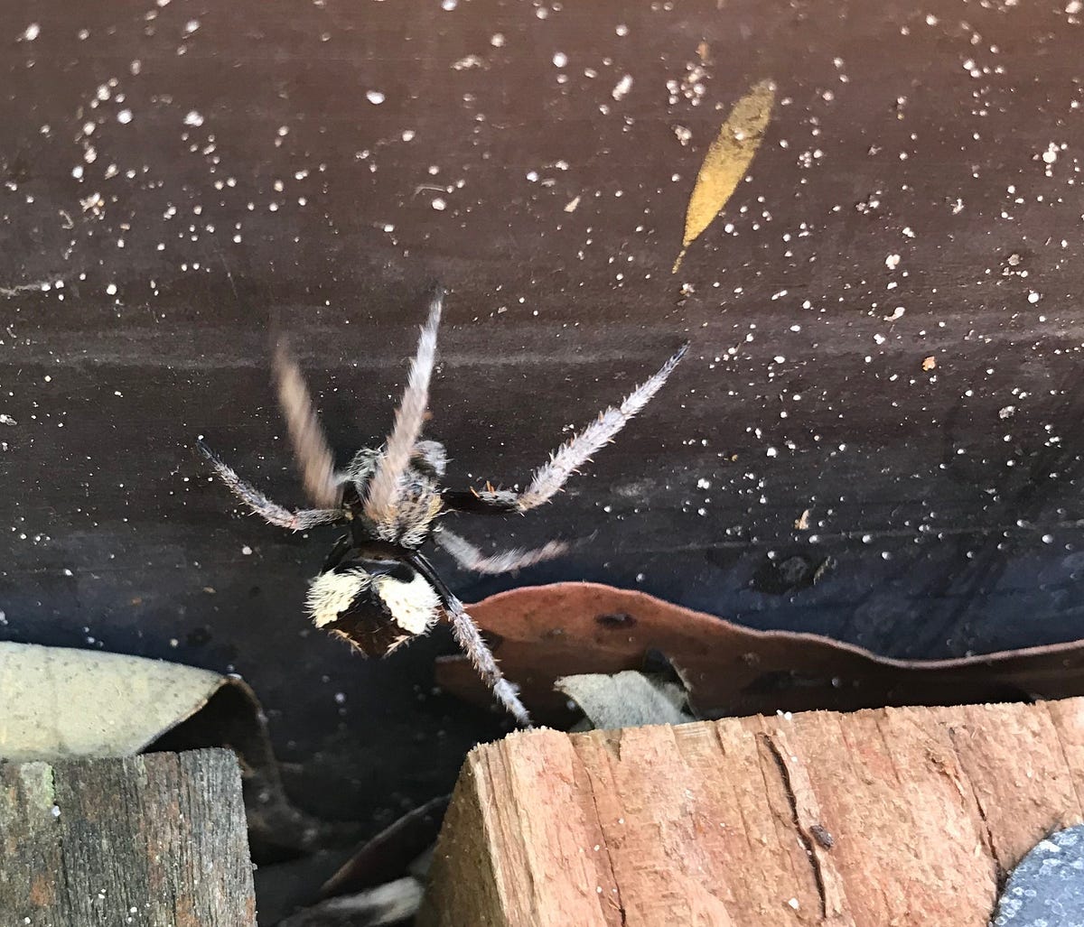Are spiders Good Luck on New Year’s Day? | by Alex James | Medium