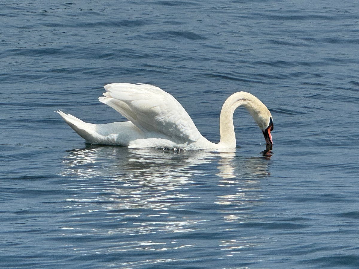 The Sacred Mouse — Dancing With Discipline, Chaos, and the Abyss | by ...