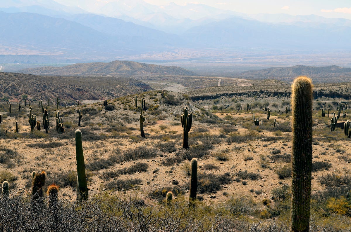 Lesson From the Cactus: How to Become More Resilient | by Mary Anne ...