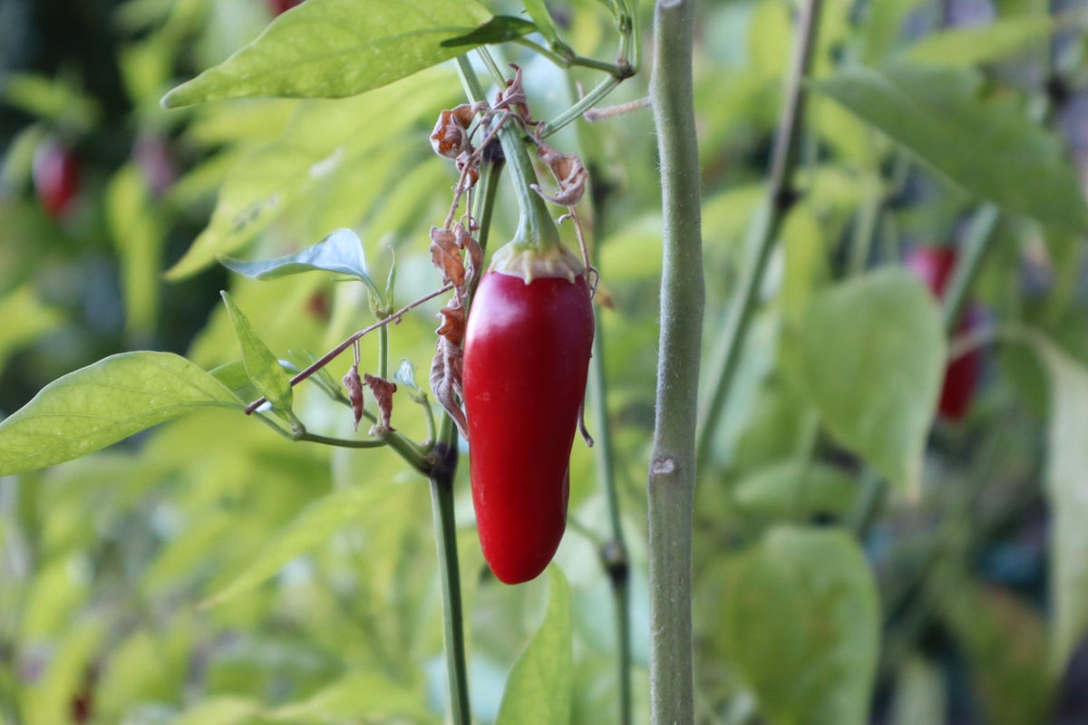 Spicy Dreams. Lessons on pruning and protecting your… | by Project 43 Media | Medium