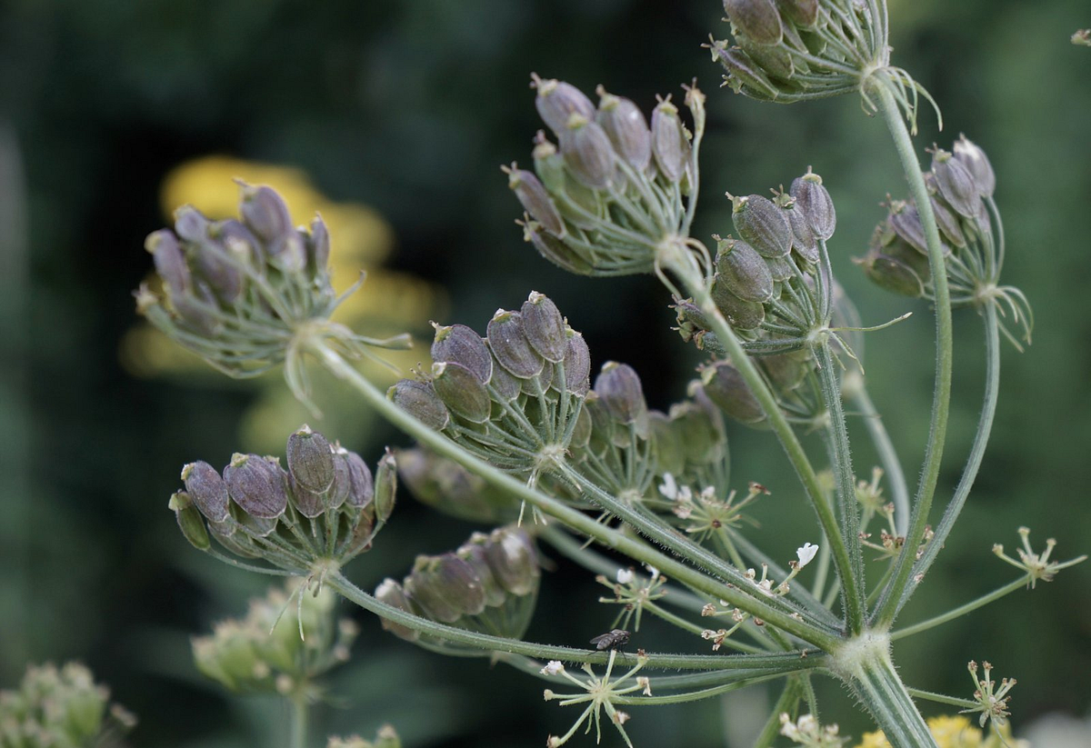 New Spices That Change Everything | by Iva Hotko | ILLUMINATION | Medium
