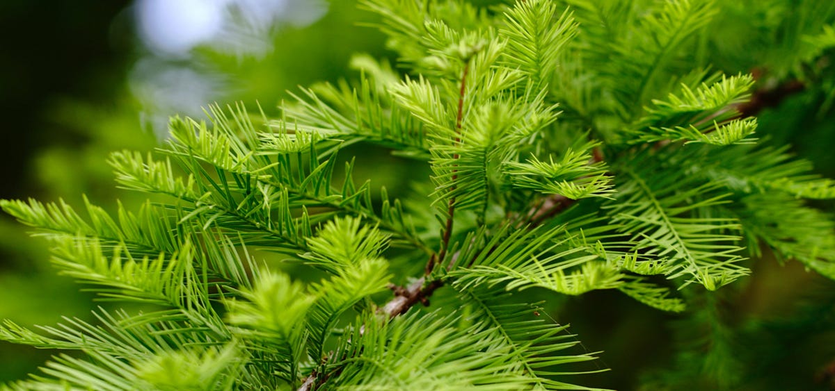 From Roots to Leaves: A Comprehensive Guide to Tree Structures in ...