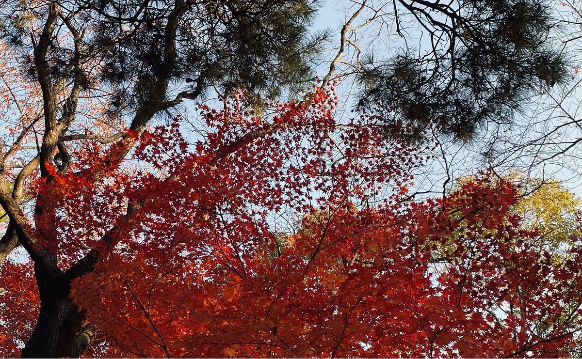 Autumn records. tw: mention of death, grief | by Salwa | Nov, 2025 | Medium