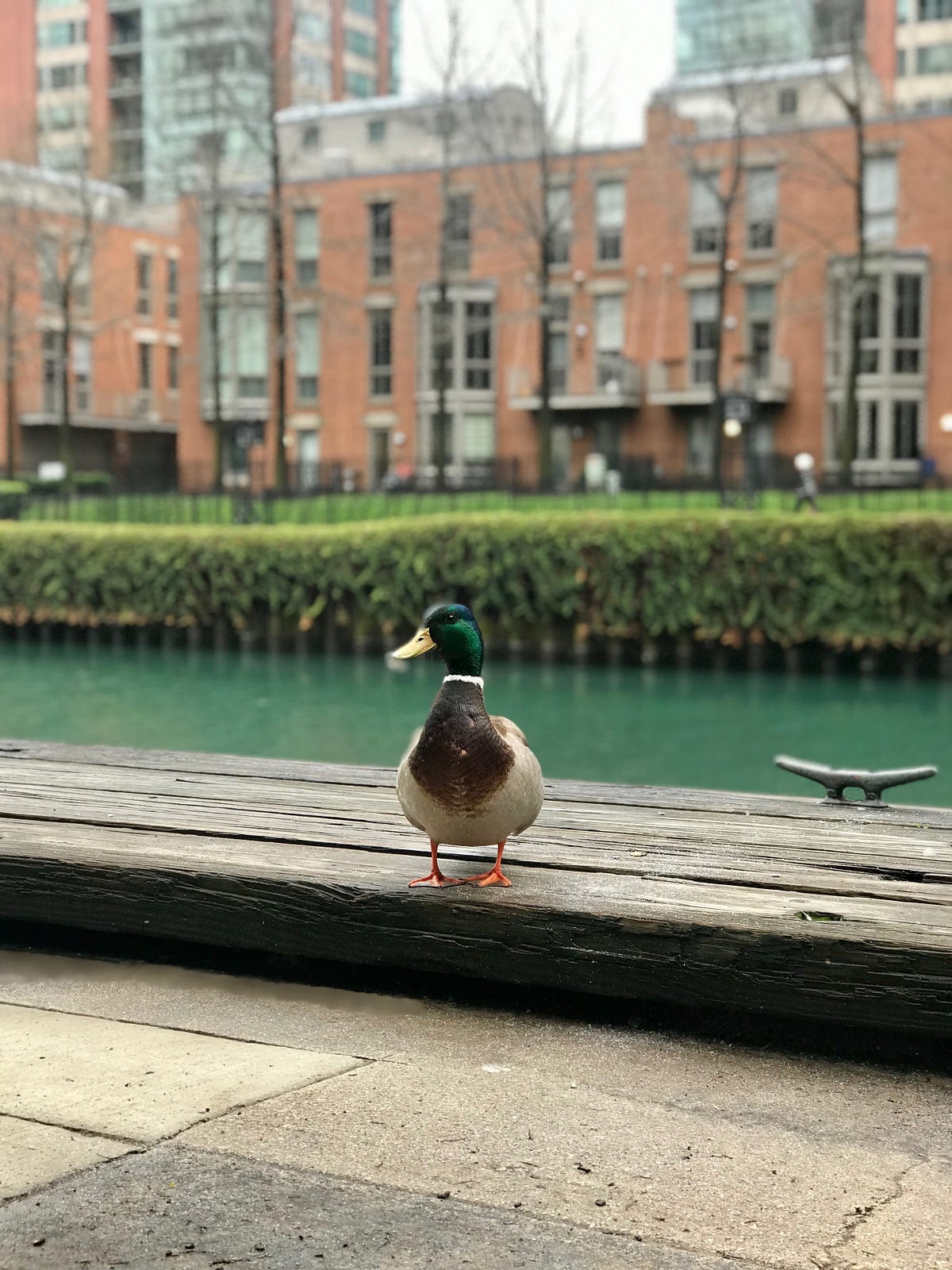 Lessons in Ruby OOP: Duck-Typing. If it walks like a duck and it quacks ... Lessons in Ruby OOP: Duck-Typing. If it walks like a duck and it quacks ...
