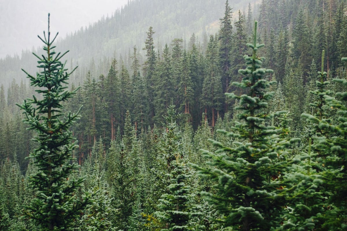 We Need to Think Differently About Trees | by Christian Hawker | Medium