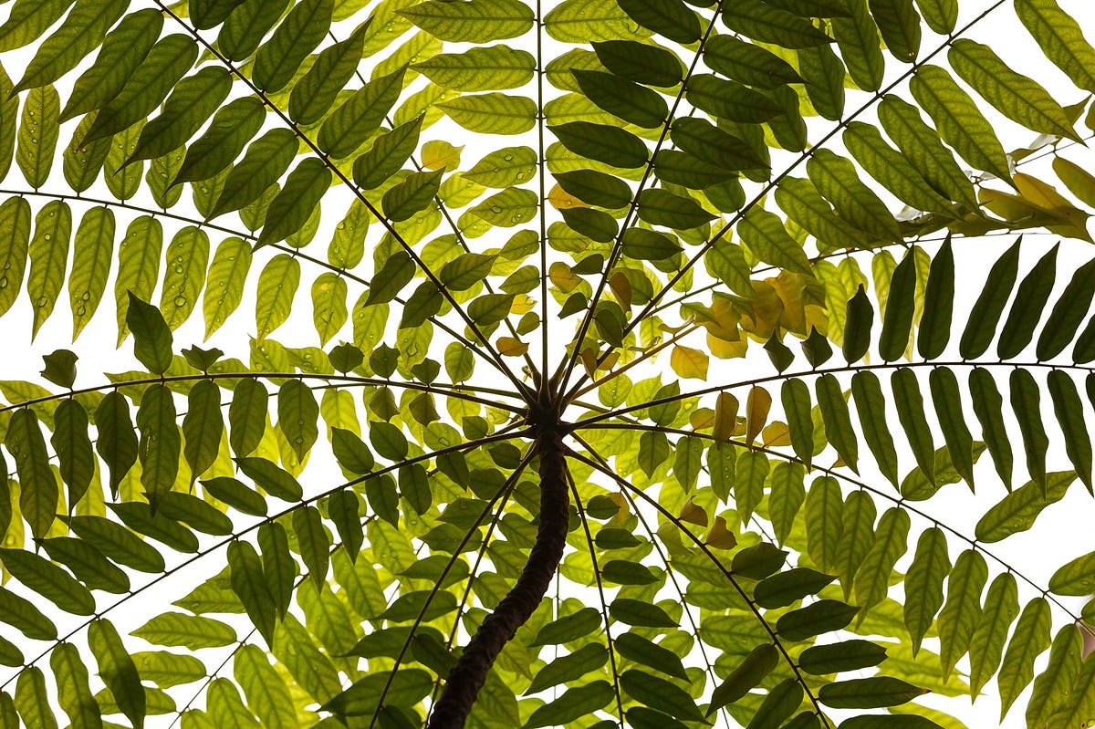 Life is Green. 𝚈𝚘𝚞 𝚝𝚛𝚒𝚖 𝚝𝚑𝚎 𝚕𝚎𝚊𝚟𝚎𝚜… | by Mitchell Penny | Words by ...