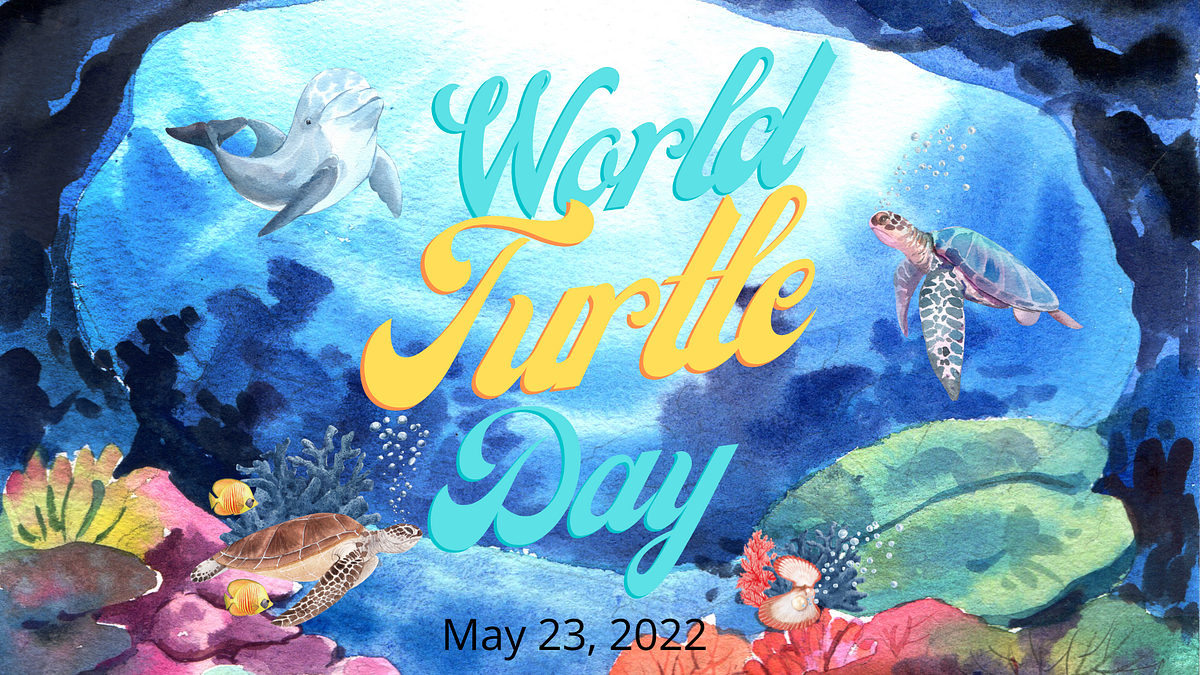It’s World Turtle Day. The amazing creatures bring so much to… | by ...