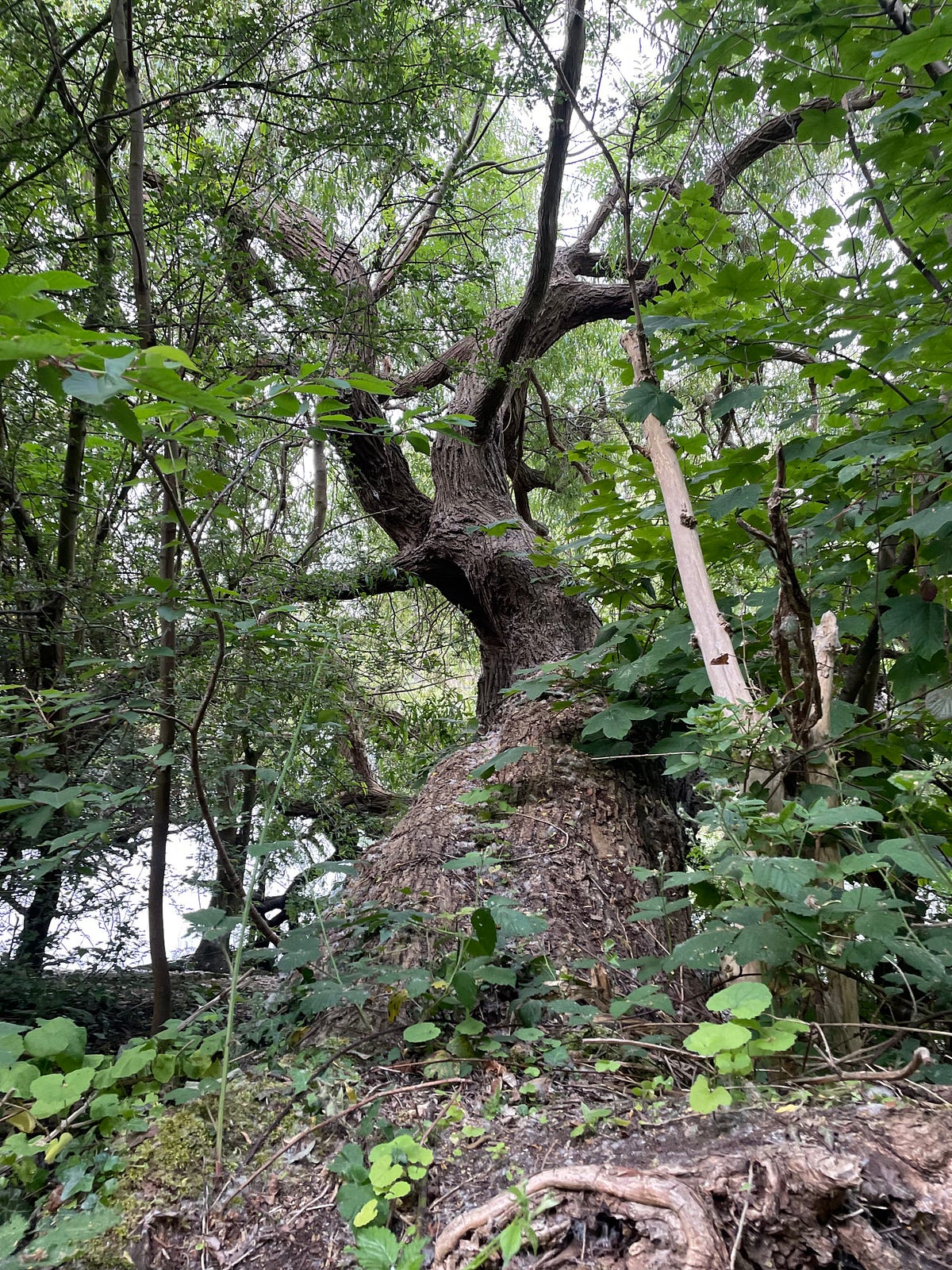 Fallen Tree Creates Protective Shade | by NO AI!! Hermione Wilds Writes ...