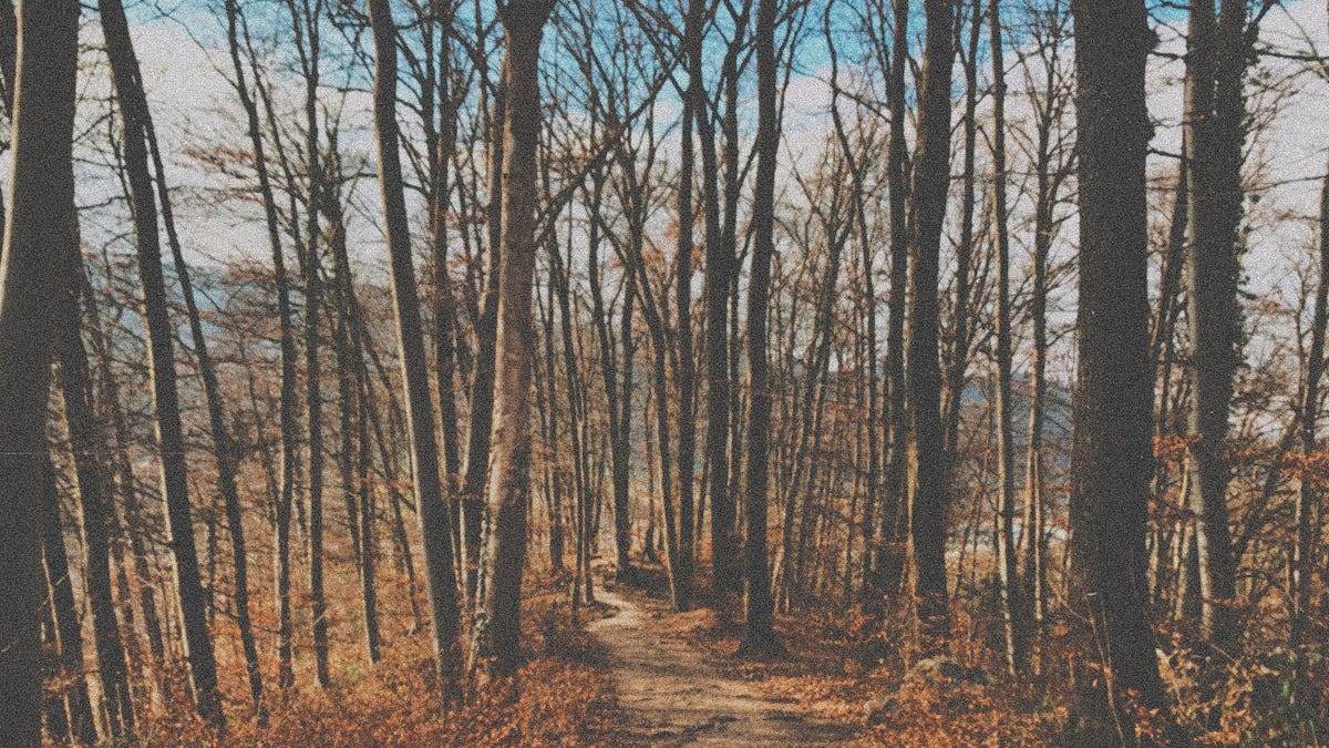Poem of a Dying Forest. A free verse poem | by zeitgeist | Sep, 2024 ...