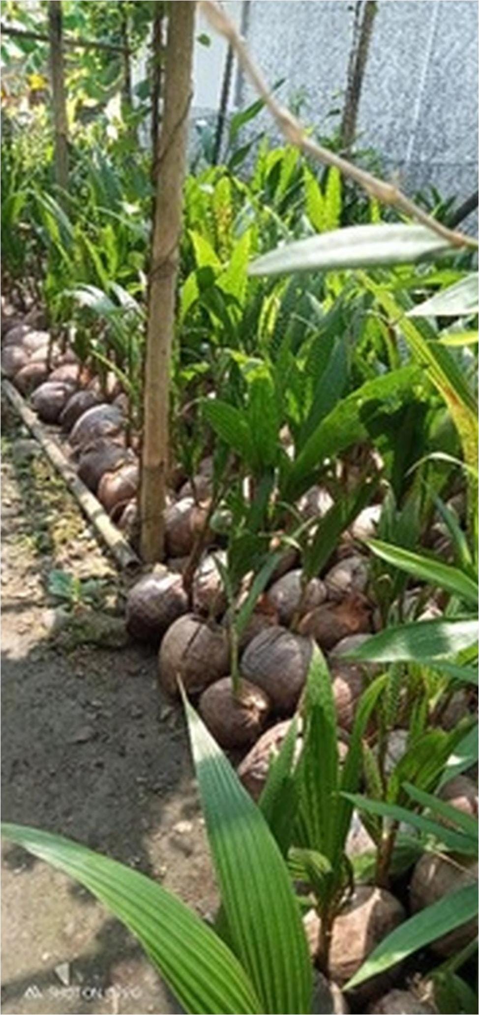 Bibit Kelapa Genjah Entok 3–4 Thn Sudah Berbuah Kebumen Terlengkap | by ...