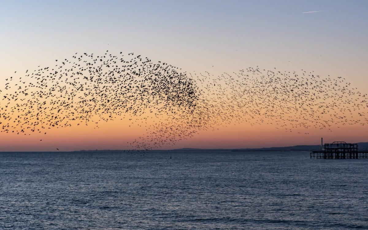 Writing to understand #3… order and complexity in the living world | by ...
