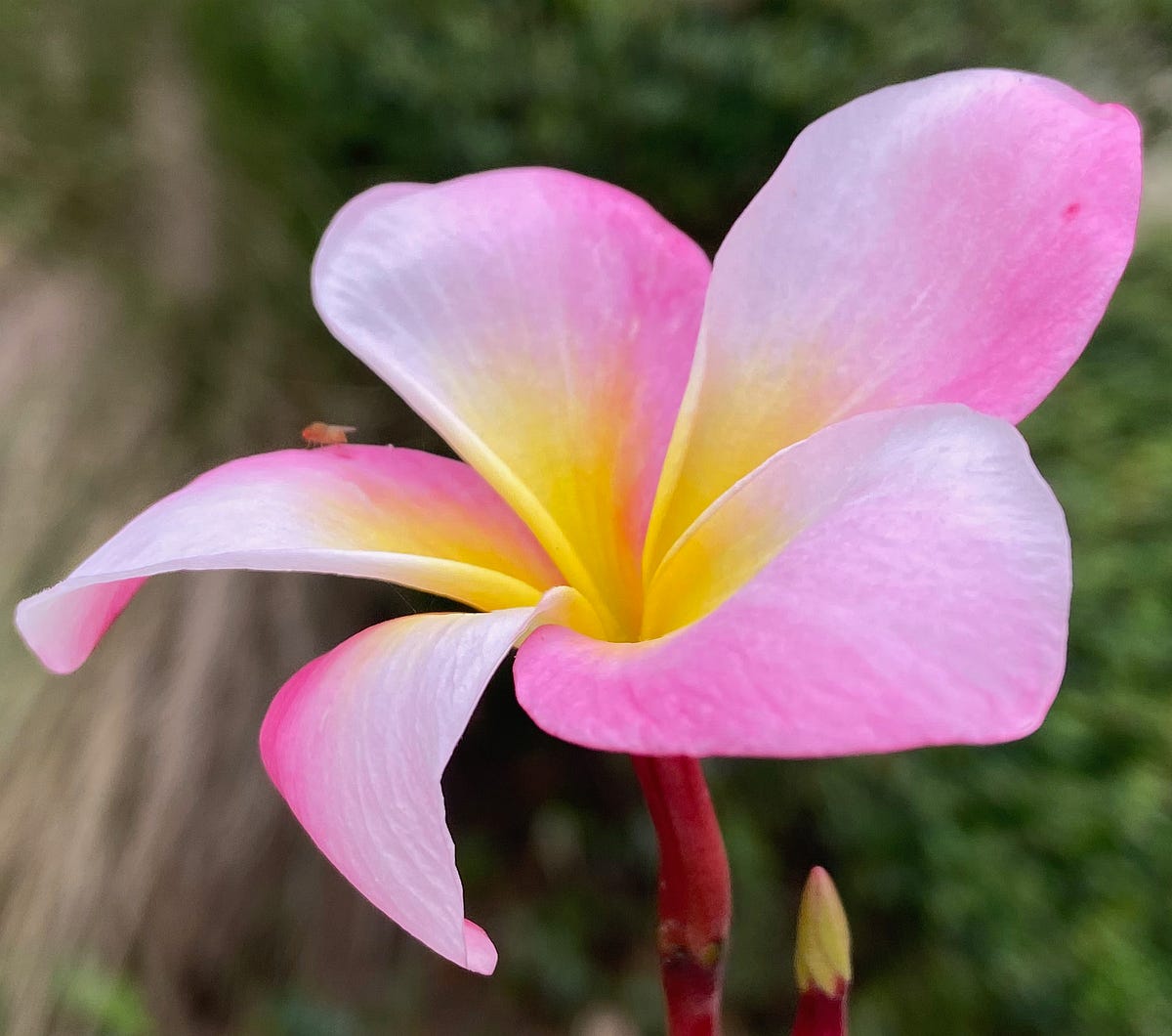 A pinwheel of pink - Bruce Black - Medium