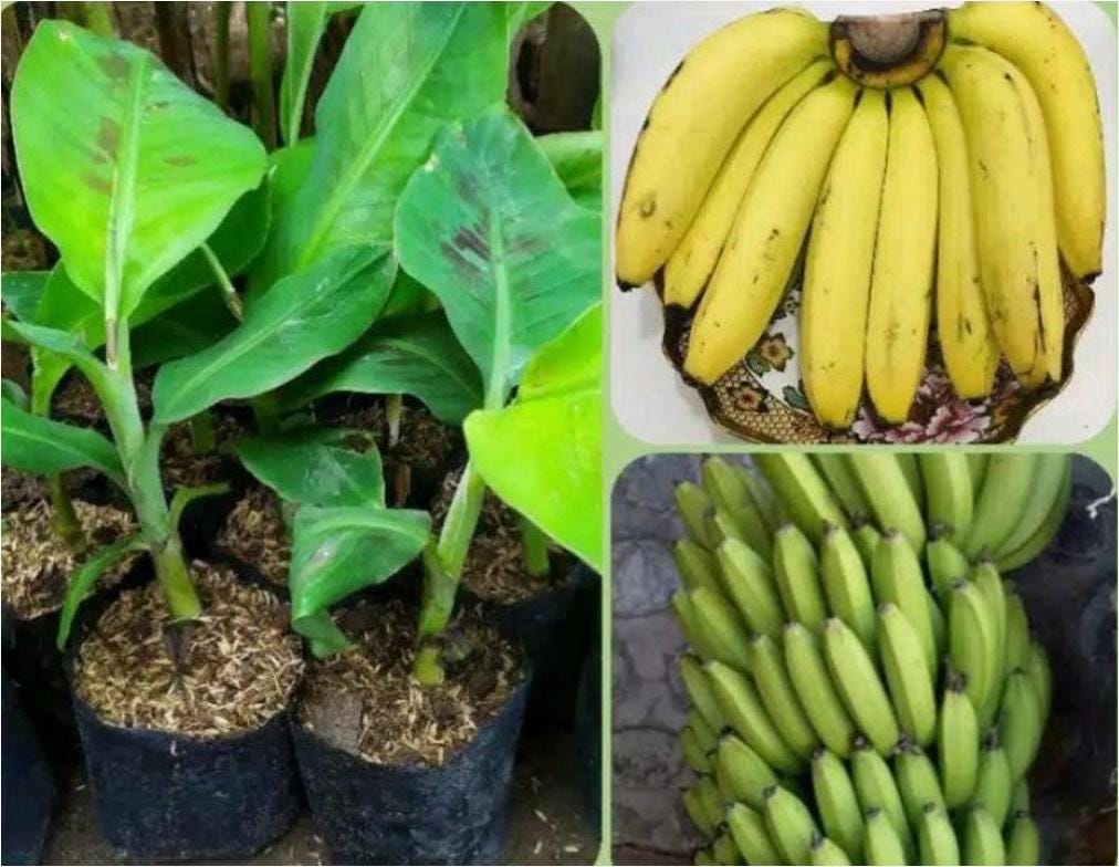 Bibit Pisang Morosebo Mini Pendek Berbuah Usia 7–9 Bulan Tanam Sekali ...