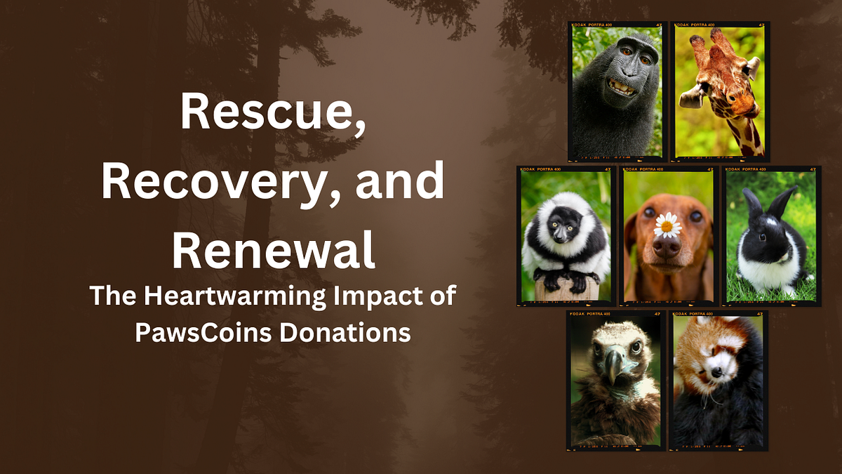 Rescue, Recovery, and Renewal: The Heartwarming Impact of PawsCoins ...