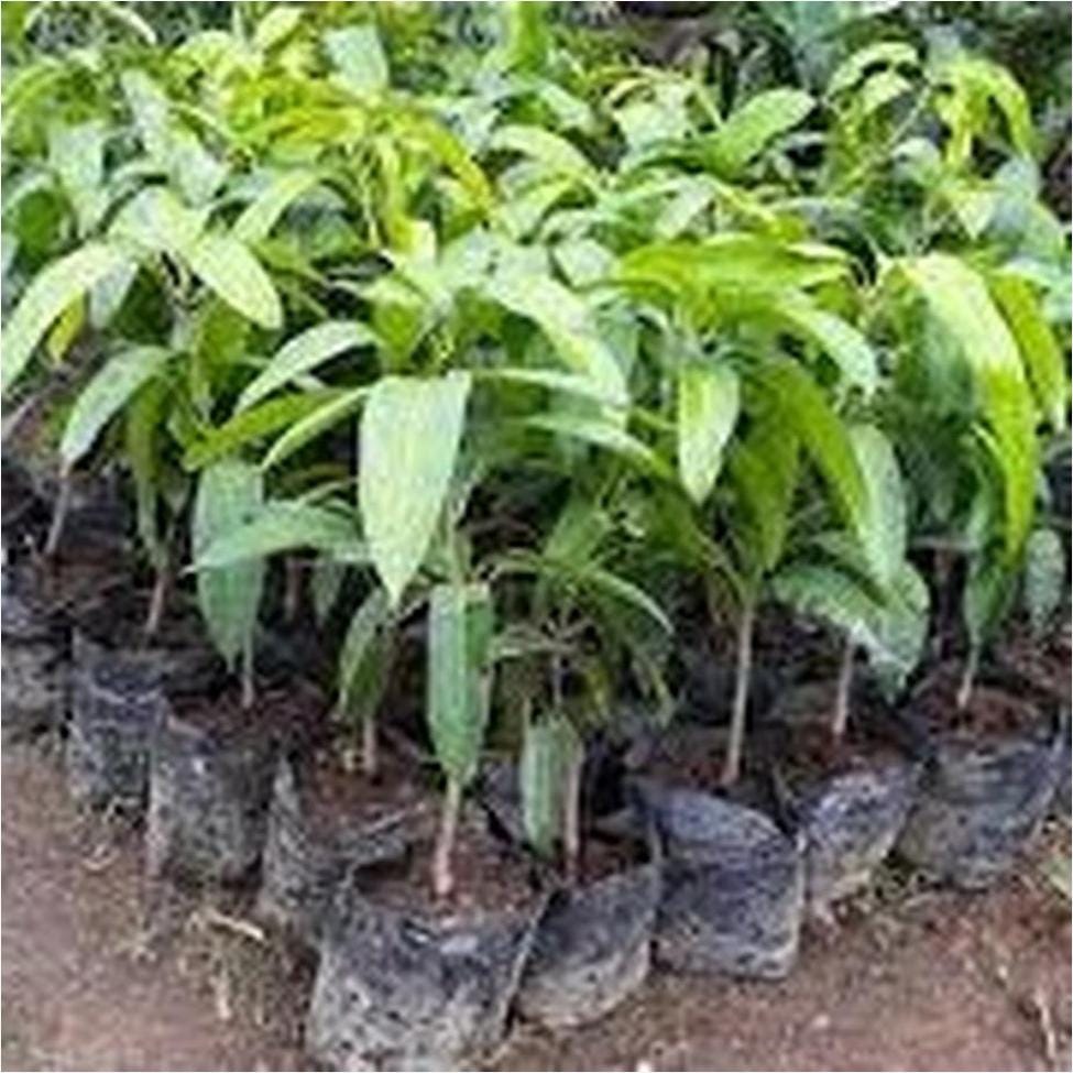 Bibit Tanaman Mangga Kiojay Ungul Pohon Jumbo Kio Jay Kota Bogor | by ...