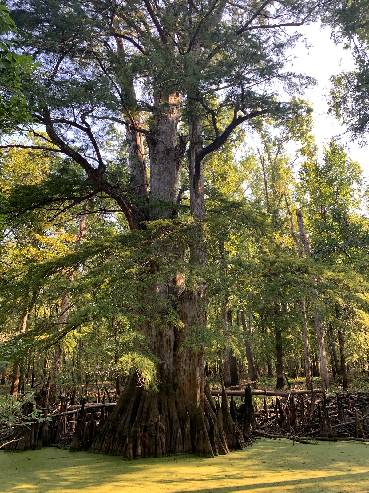 ARKANSAS’S CHAMPION TREE. SEARCHING FOR THE LARGEST TREE IN THE… | by ...