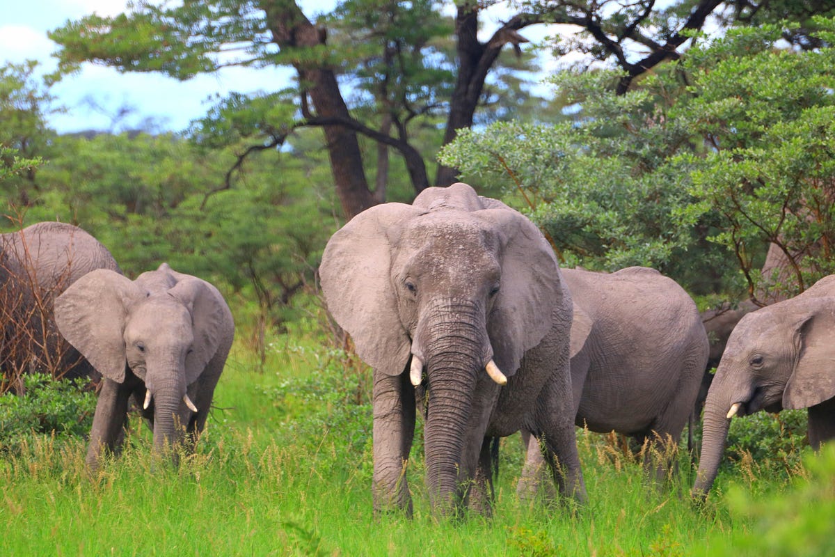 Enormous Elephant Ears and Other Encounters | by Anne Bonfert | In ...