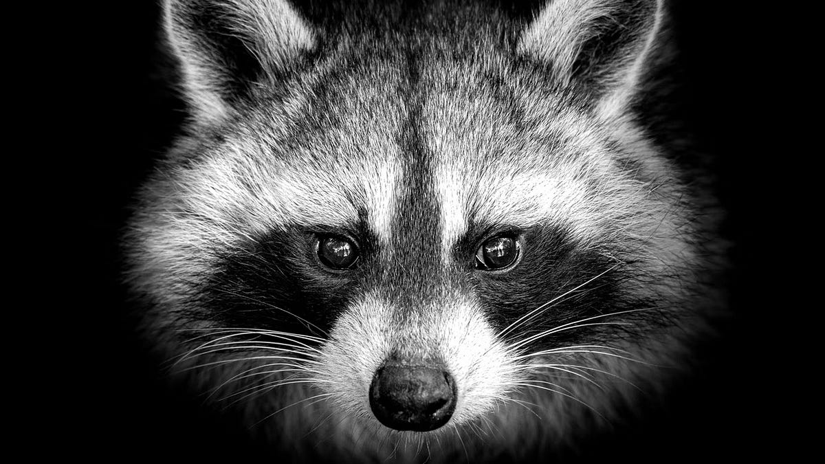 Raccoon Stealer V2 malware analysis | by abdullah haj abdullah | Medium