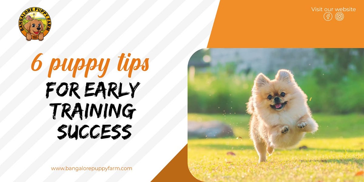6 puppy tips for early training success | by Bangalore Puppy Farm | Medium