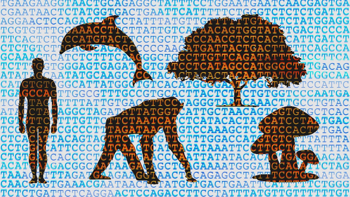 DNA Sequence Classification for Species Prediction | by Mike Roth | Medium