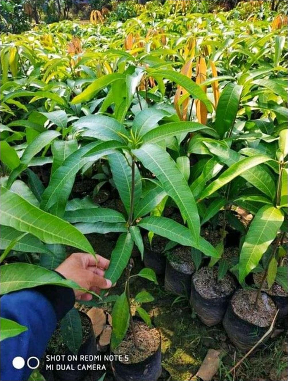 Bibit Lecy Dan Apel Super Unggul Pekalongan Terbaik | by Itangnursery ...