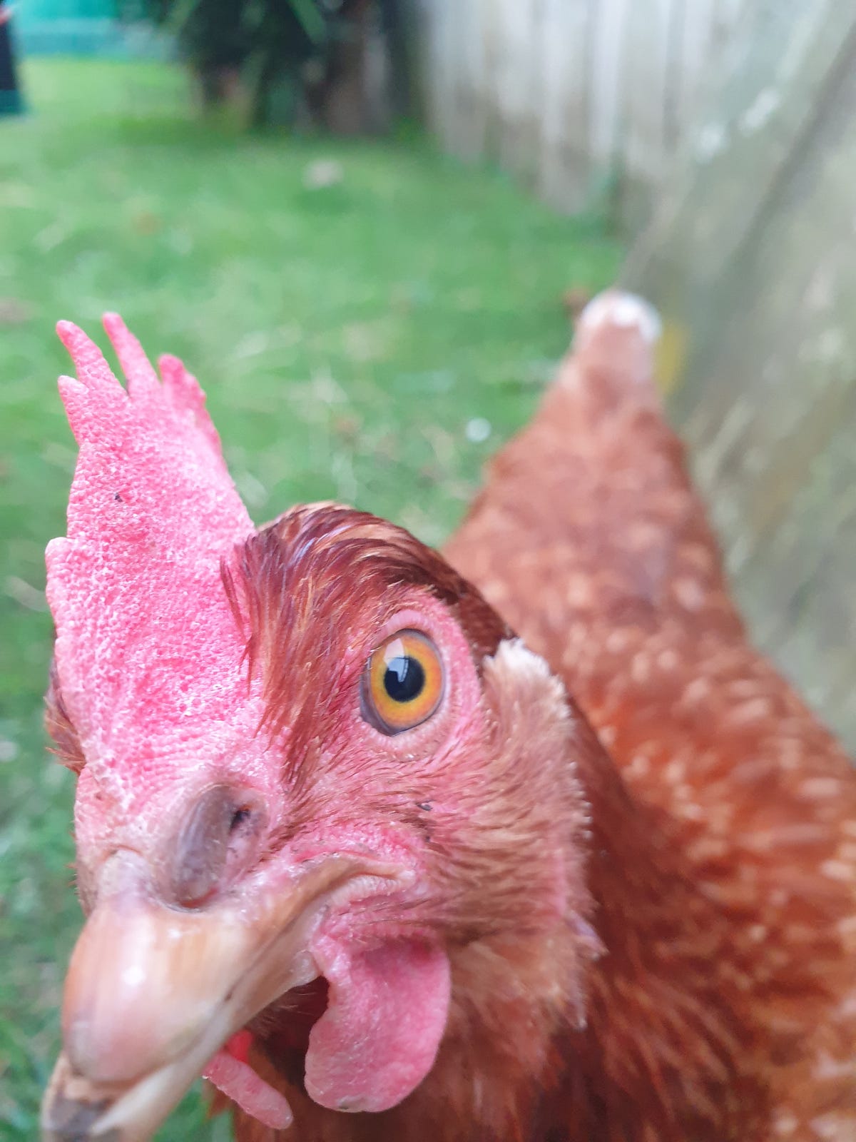 Clucking Into Poultry Parenthood: A Beginner’s Guide to Chicken Breeds ...