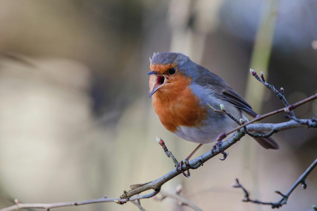The mesmerizing world of songbirds: The singing of birds that shapes ...