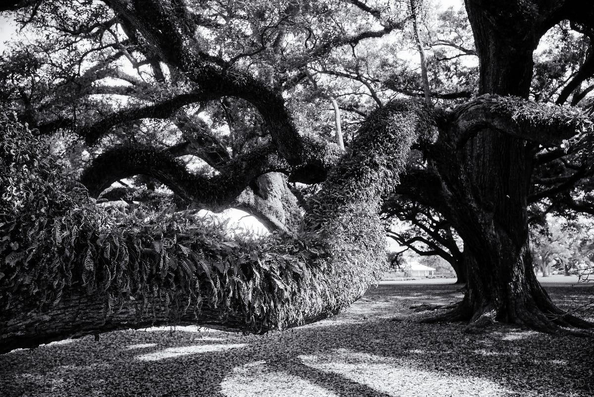Using tree portraits to practice manual focusing | by Dirk Dittmer ...