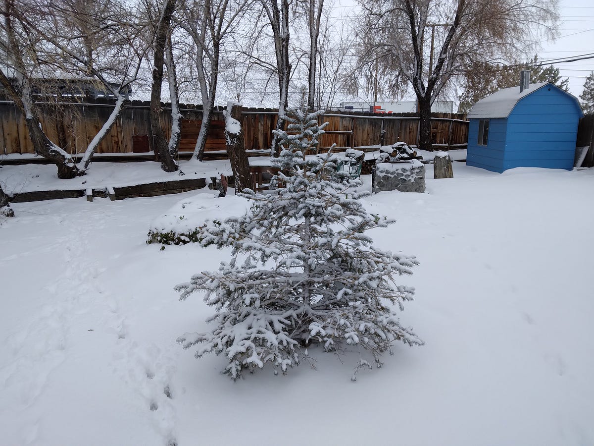 december in the high desert and mid-february: neighborhood watch | by ...