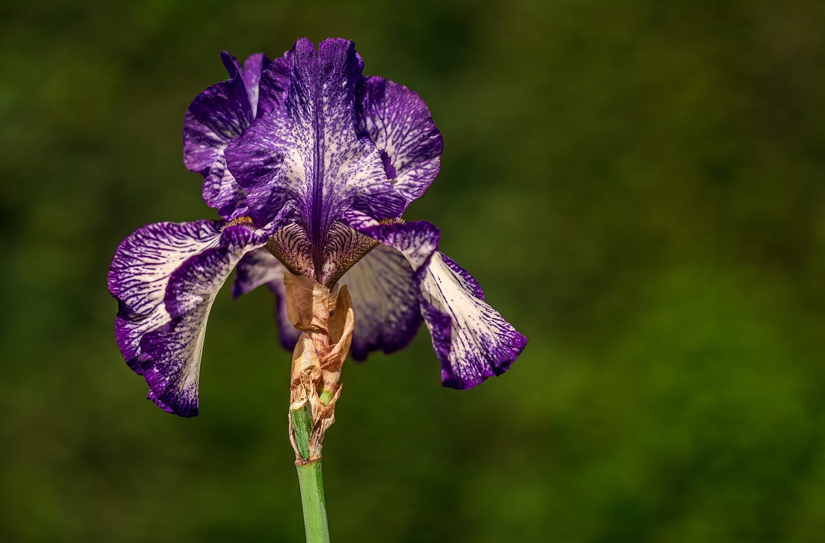 Comparando Flores utilizando Python | by Leandro Cruvinel | Medium
