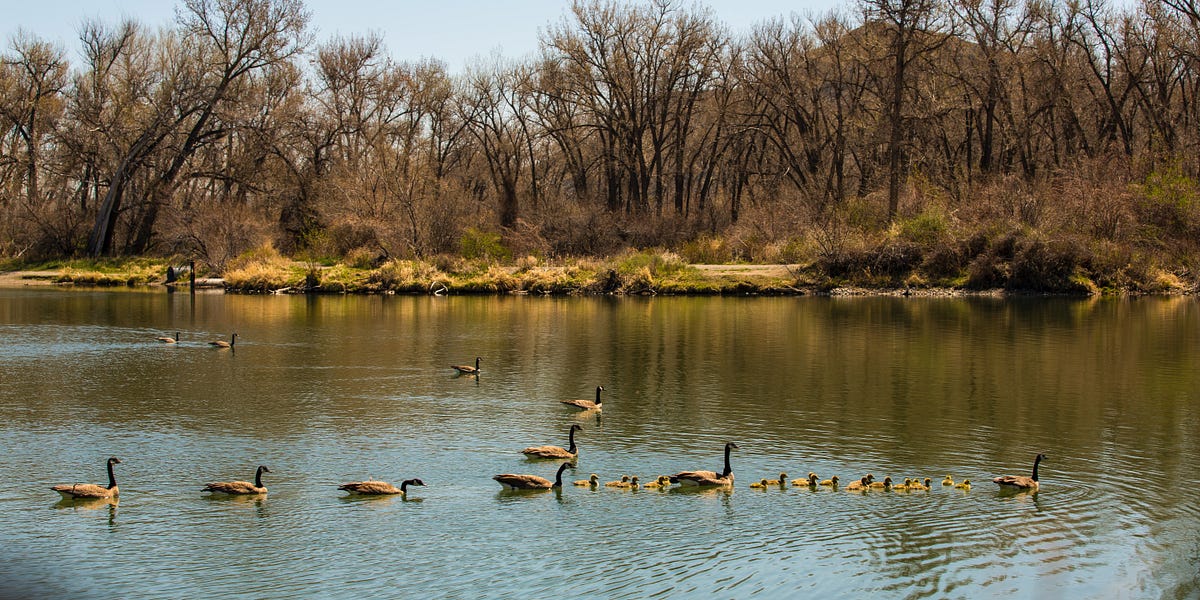 Where the Wild Goose Goes. Life lessons I learned from Nick and… | by ...