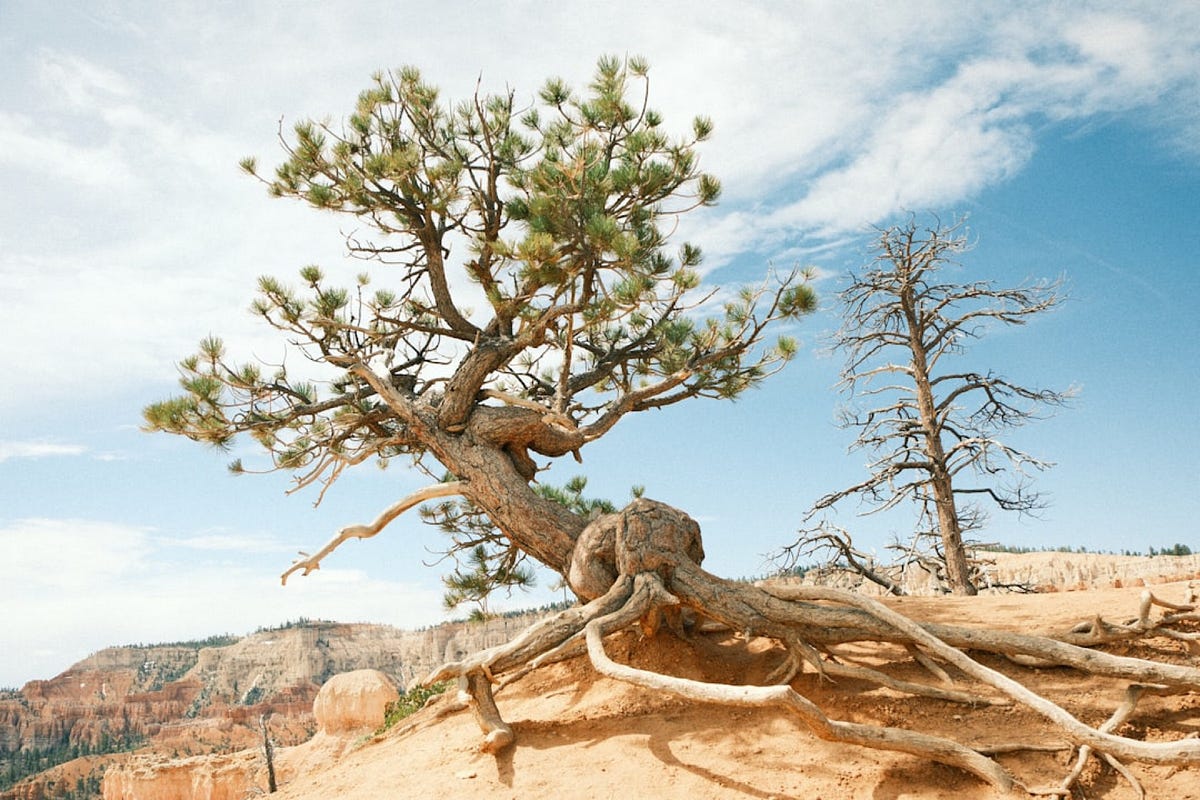 Hope Underneath The Juniper. The Will to Live | by Shantae White | Medium