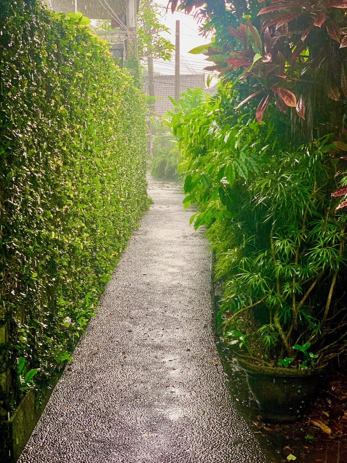 Walking the Path before me. Surrender is the Way | by Jeff Sturm ...
