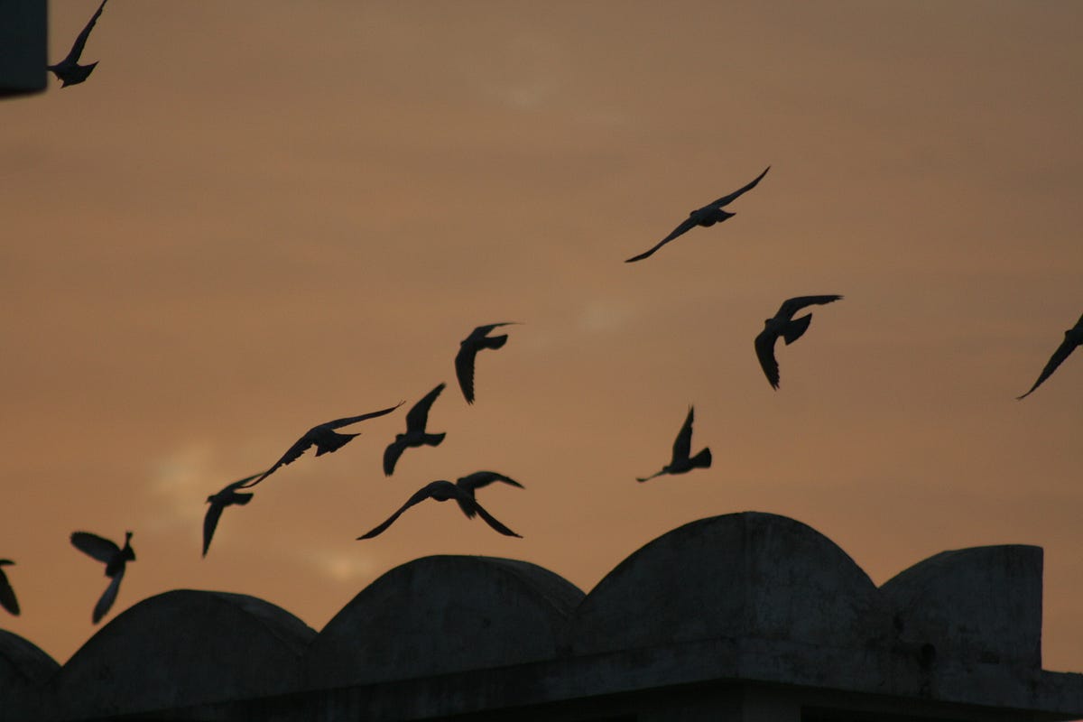 My experience clicking birds. Writing on birds is only easy if you ...