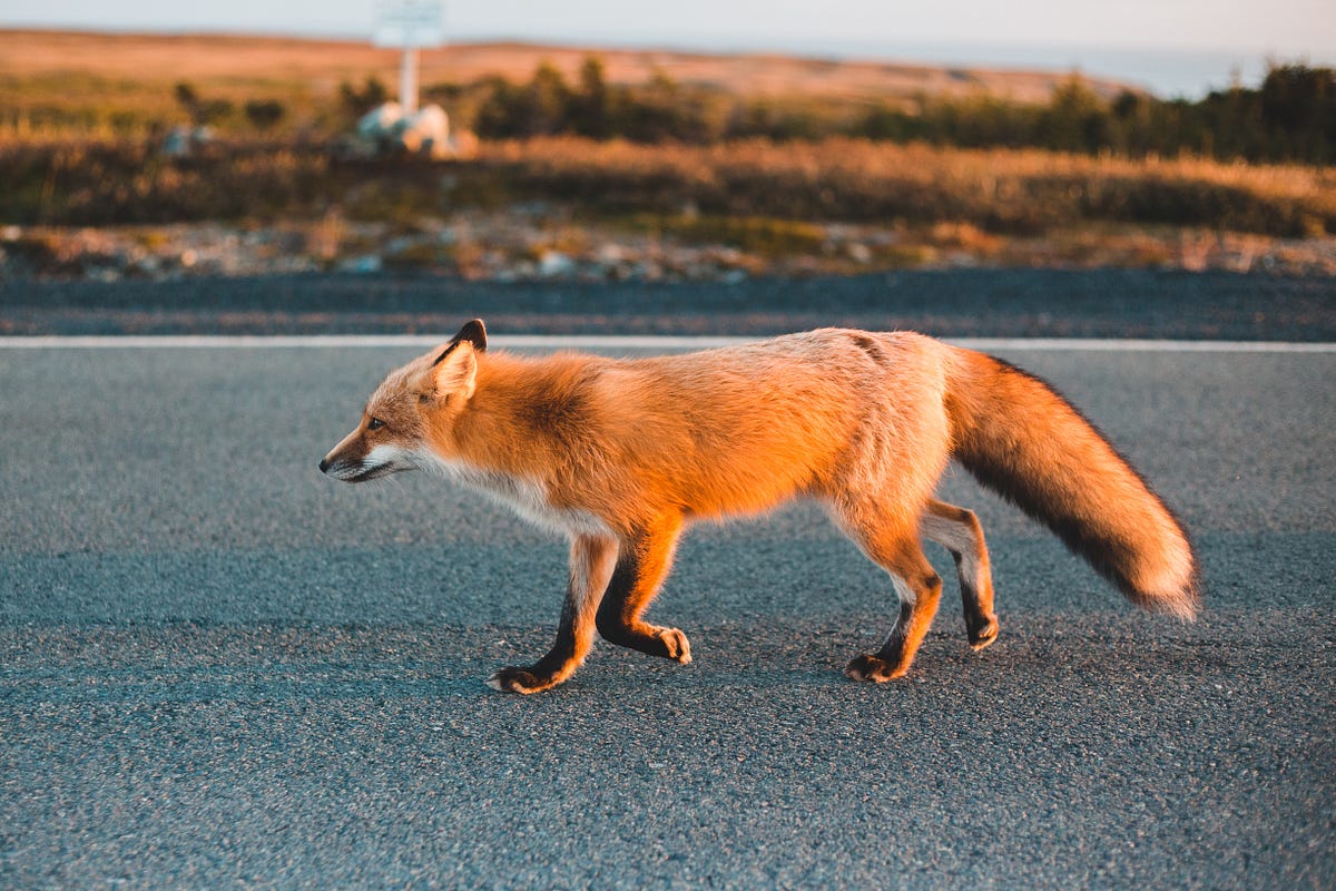 Things should a human knows — FOX - Creator Ideas 7 - Medium