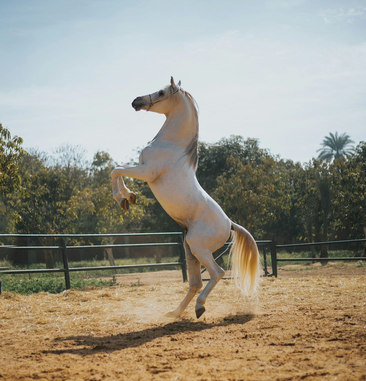 Bounding Toward Me. Always, Without Fail | by Zeest Zulfiqar ...