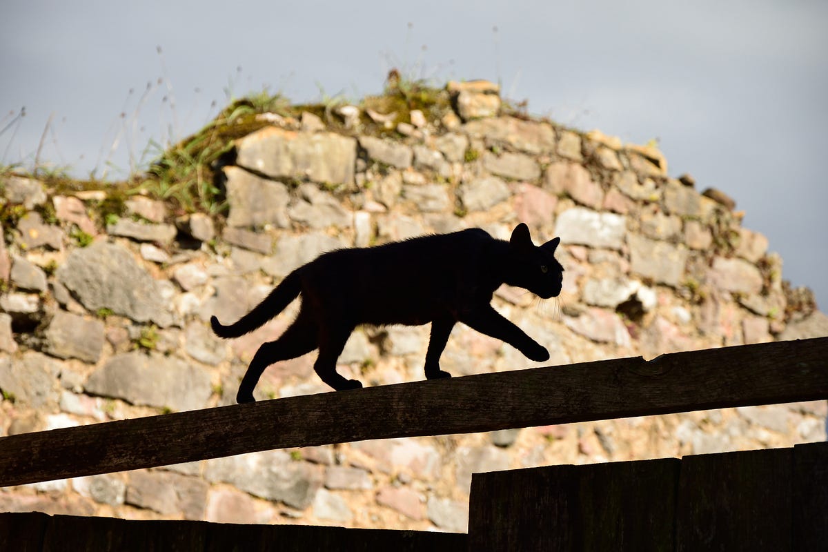 Threshold diary: Catching cats. “How do you do it, cat catcher?” I ...