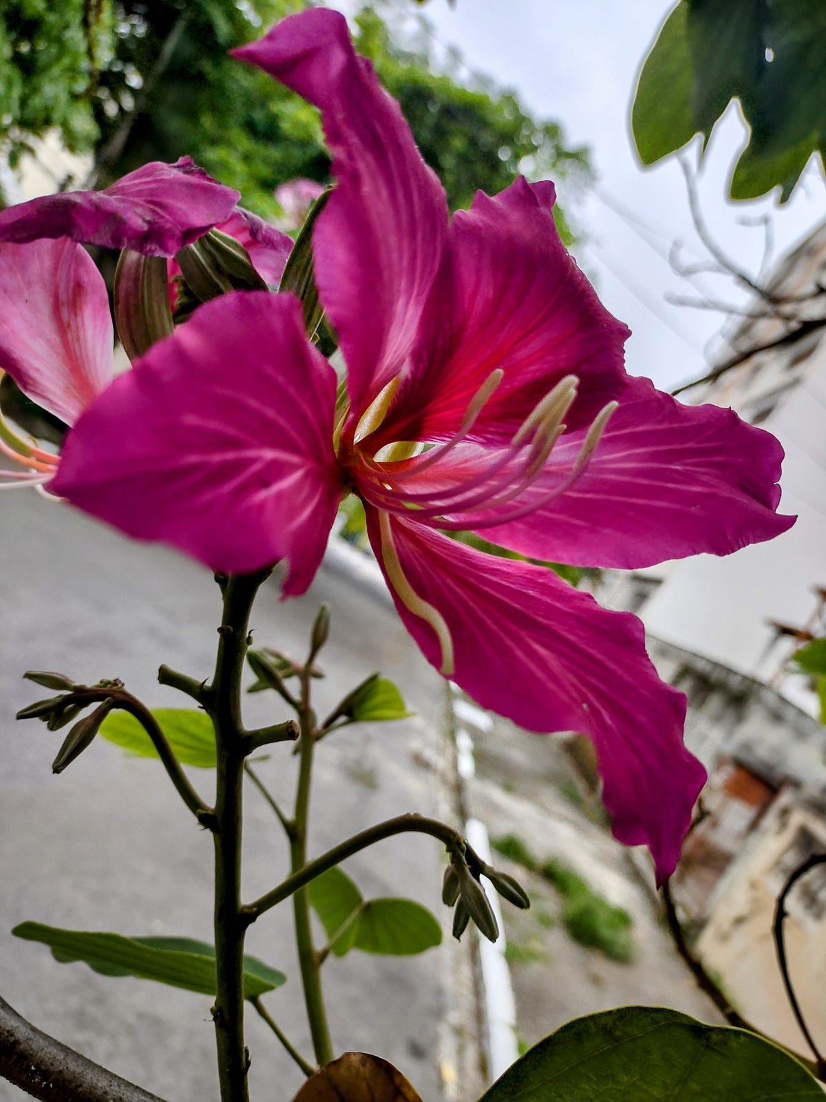 Plastic Flowers, the Rubble of Existence, the Fragrance and Stench of ...