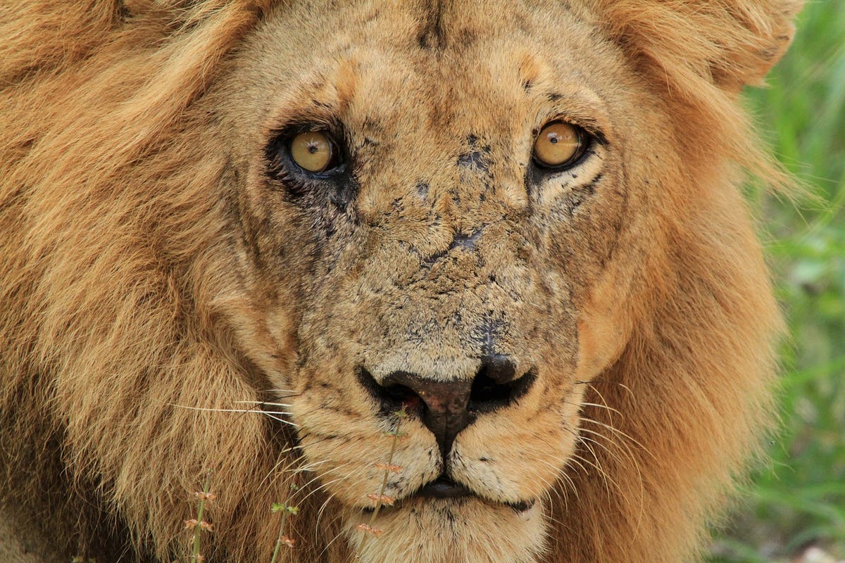 The Science of Why Our Scars Don’t Go Away | by Sam Westreich, PhD ...