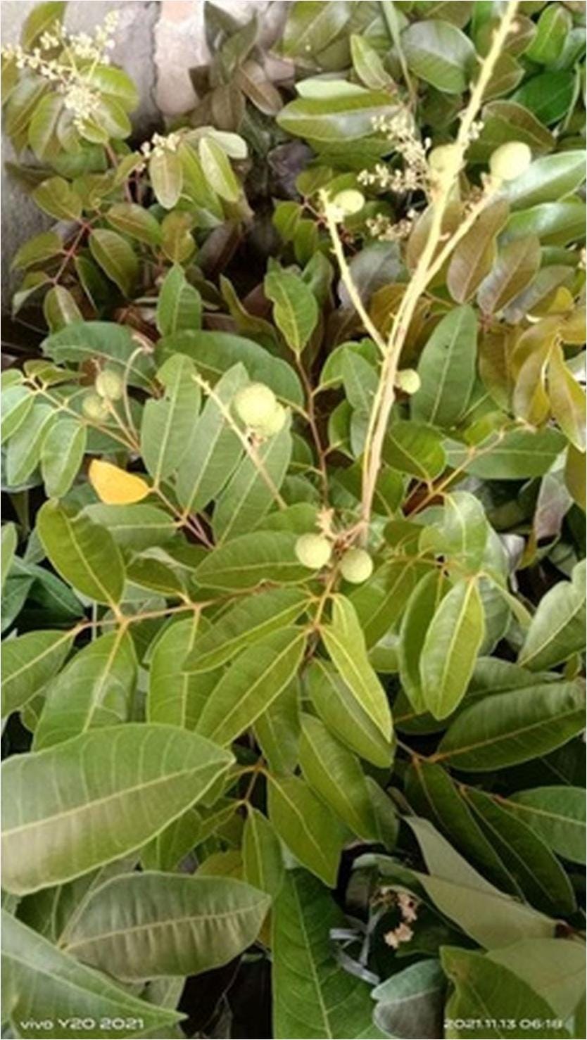 Bibit Kelengkeng Matalada Berbunga Berbuah Pacitan Terunggul | by ...