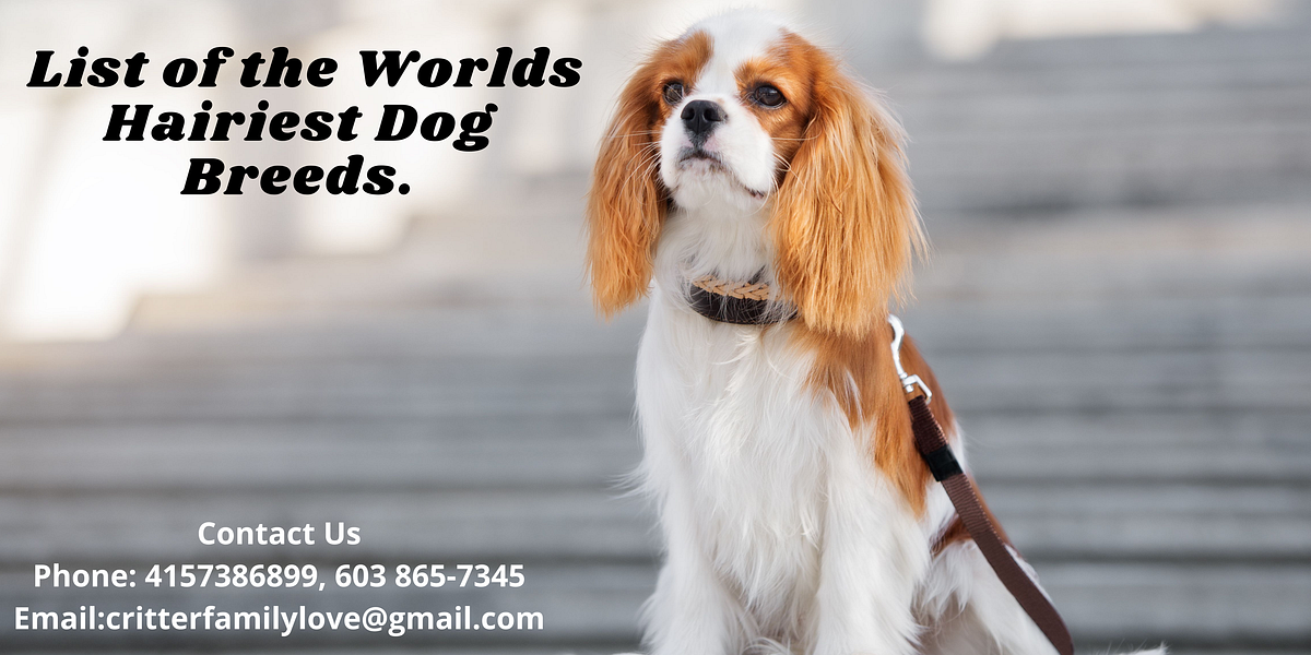 Worlds Hairiest Dog Breeds Hairiest Dog Breeds 14157386899 By
